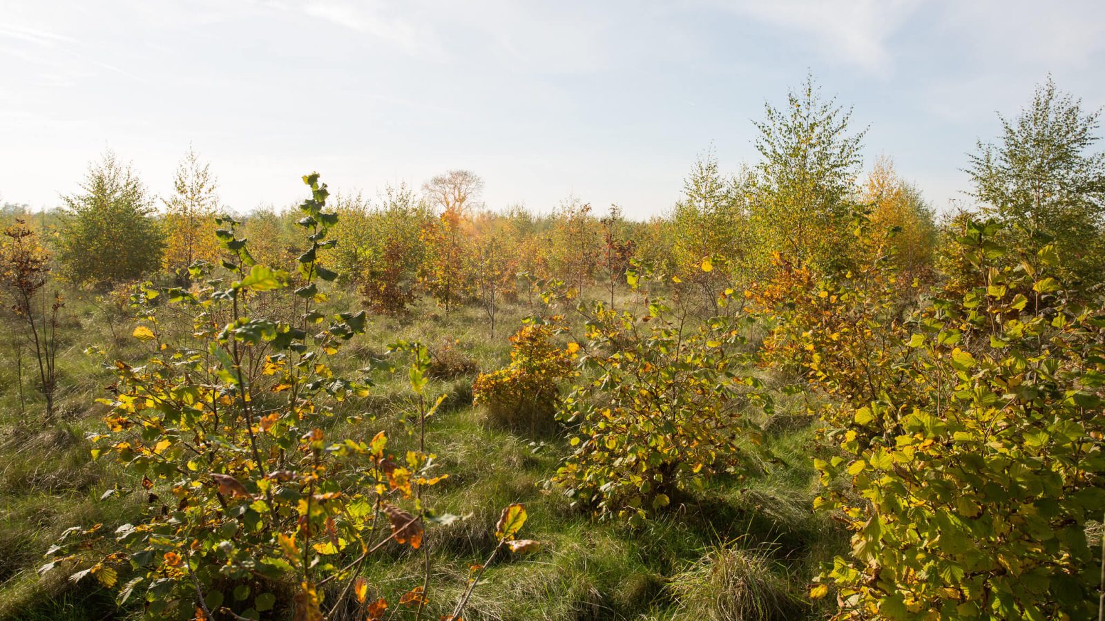 Design Group UK Strengthens Commitment to Environmental Responsibility ...